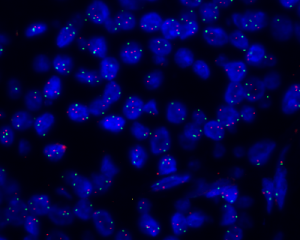 FISH (Fluorescence In Situ Hybridization) - labex